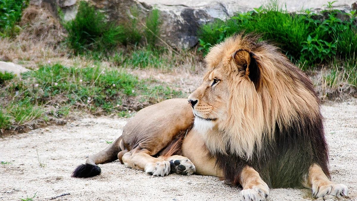 Lion: நாடோடி,பேச்சுலர், அரை மணி நேரத்துக்கு ஒருமுறை செக்ஸ்... இது ...