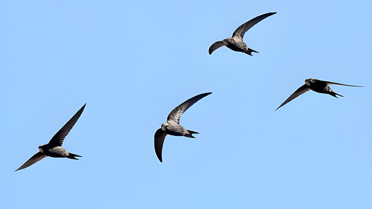 ஊர்க்குருவியின் வாழ்வியல் - The life cycle of the house Swift - Vikatan