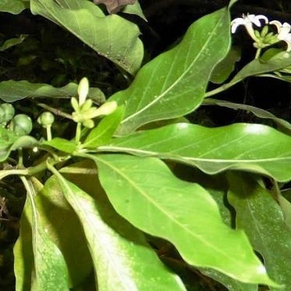 Rare Medicinal Benefits of Manjanathi | Rare Medicinal Benefits of ...