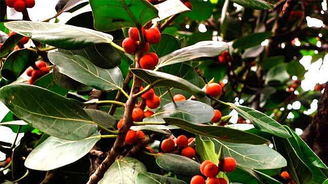 ஆரோக்கியம் தரும் ஆலமரம்... பற்களின் வலிமைக்கு உரம்... | மூலிகை ரகசியம் ...