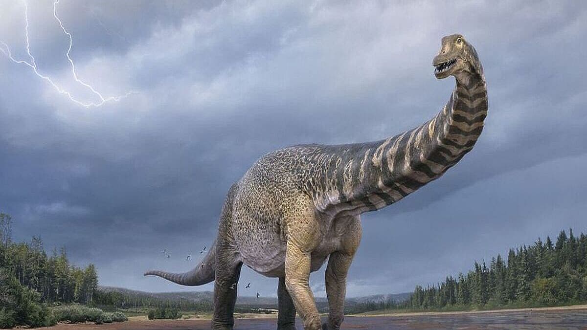 Australotitan cooperensis: ஆஸ்திரேலியாவின் மிகப்பெரிய டைனோசர்... மாற்றி ...