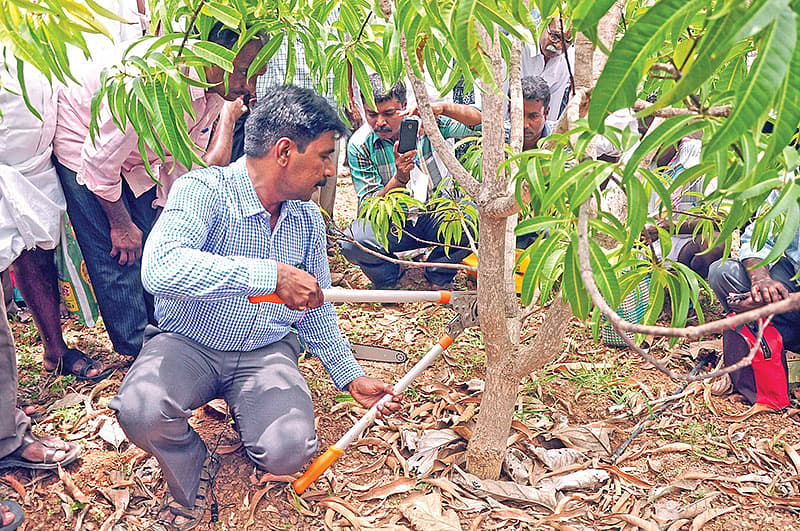 `மா கவாத்துச் செய்யுங்கள்... லாபத்தை பெருக்குங்கள்!' நேரடி களப்பயிற்சி ...
