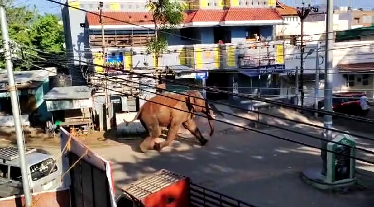 கம்பம் நகருக்குள் புகுந்த அரிசி கொம்பன் யானை; மீண்டும் மூணாறு நோக்கிச் ...