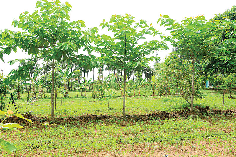 Tamilnadu Treepedia: `மரங்களை பற்றி அறிந்து கொள்ள புது ஆப்'... தமிழக ...