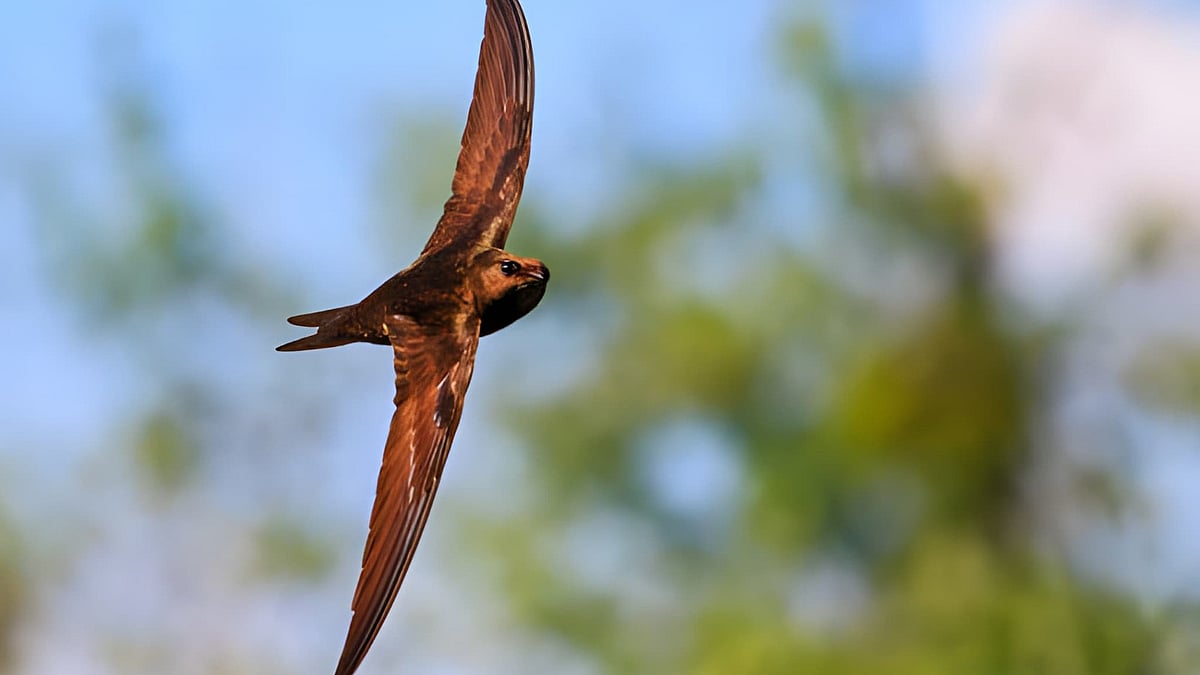 ஊர்க்குருவியின் வாழ்வியல் - The life cycle of the house Swift - Vikatan