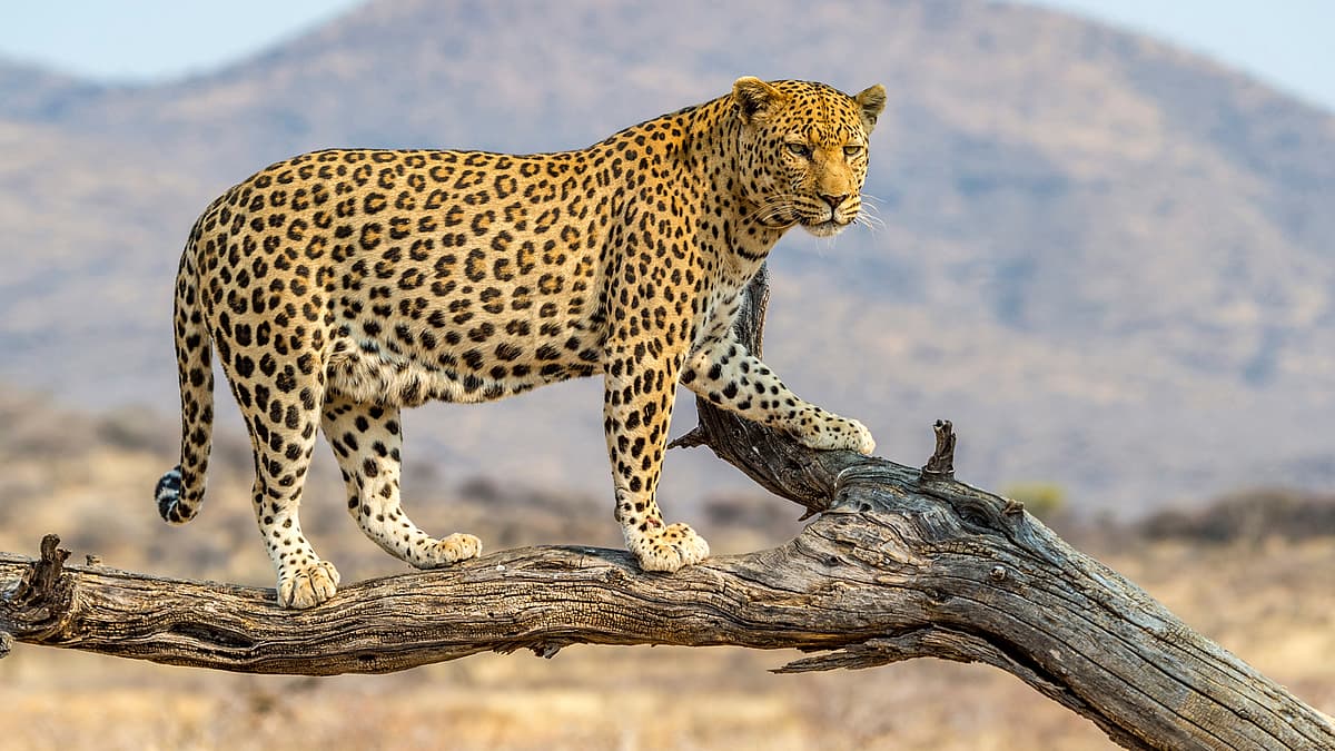 Maharashtra government decides to send 50 captured leopards to Ambani's ...